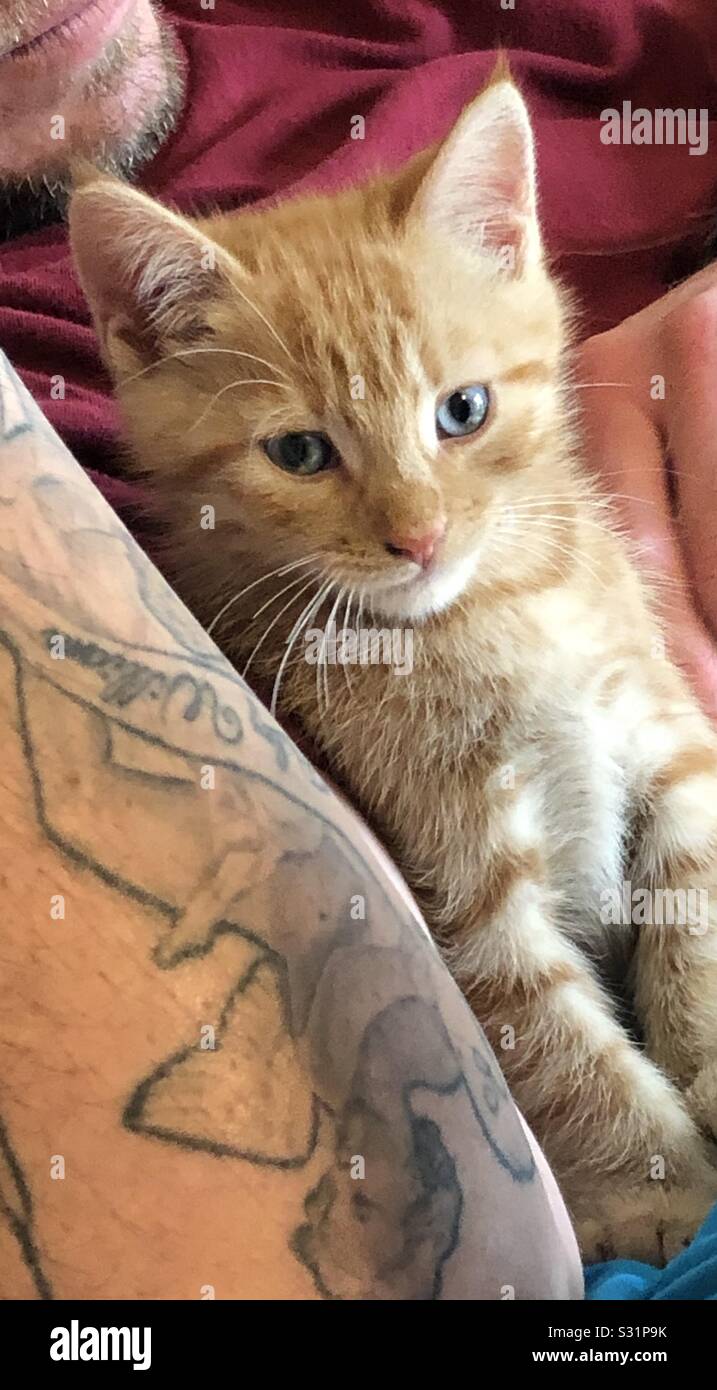Man ginger cat hi-res stock photography and images - Alamy