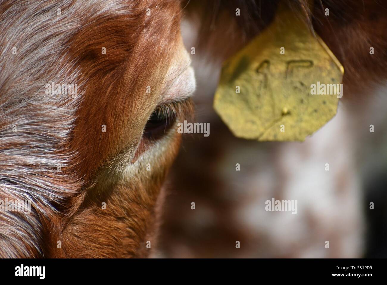 The original cracker hi-res stock photography and images - Alamy