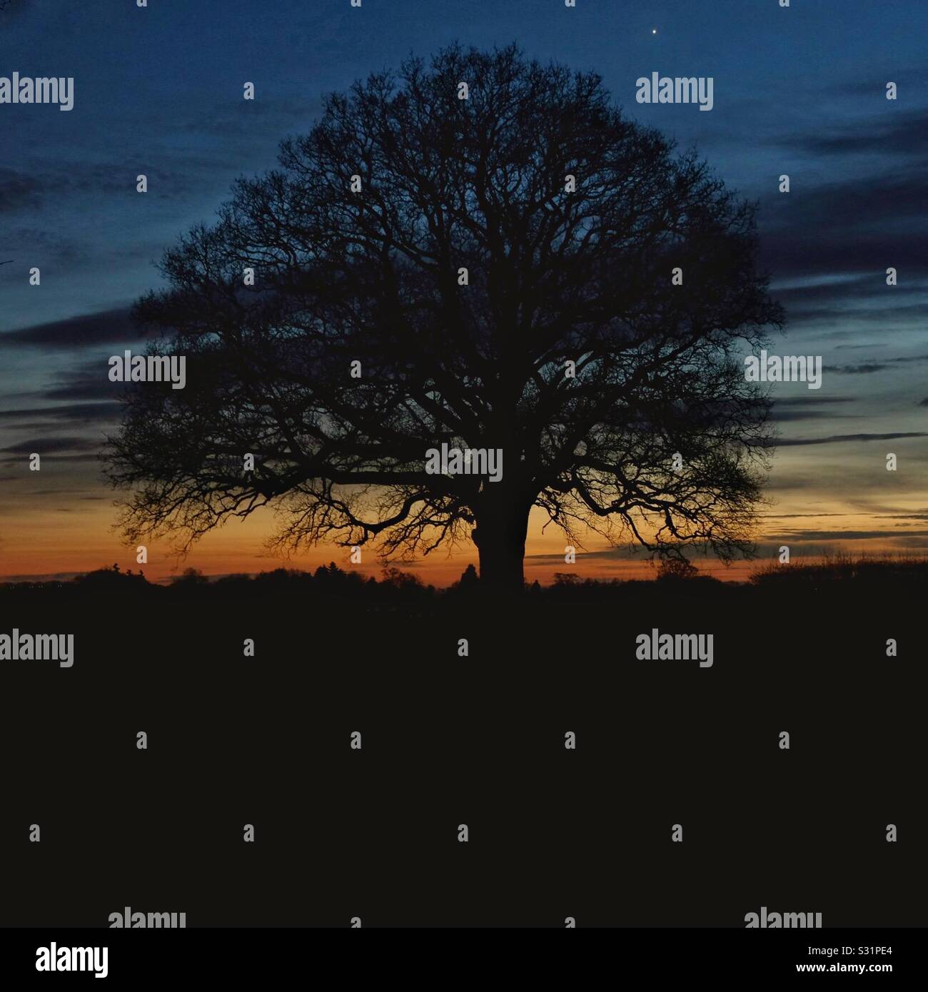 Old oak tree silhouette hi-res stock photography and images - Alamy