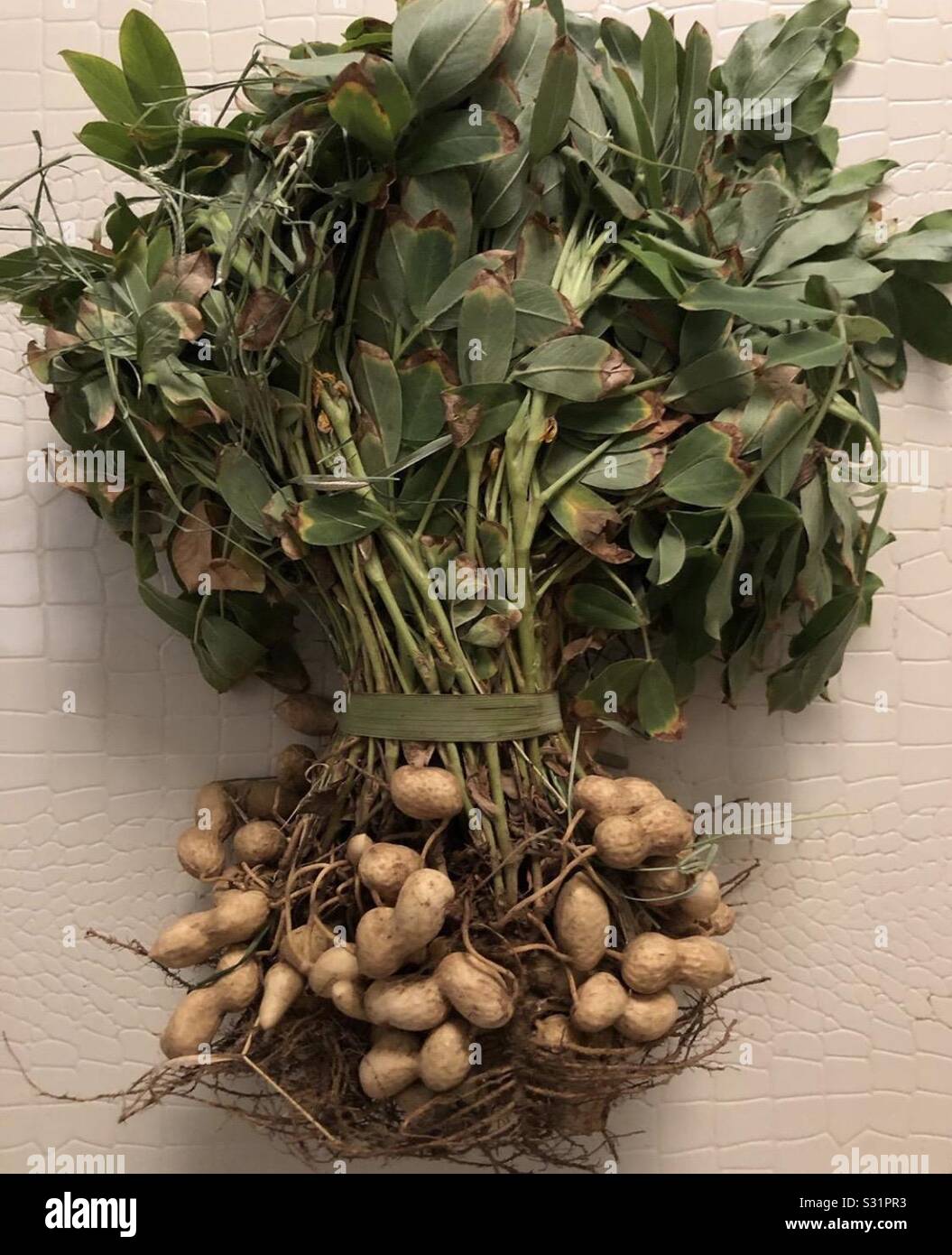 Peanut tree hi-res stock photography and images - Alamy