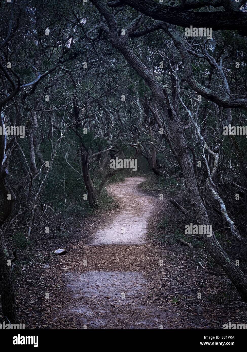 Creepy Pathway High Resolution Stock Photography and Images - Alamy