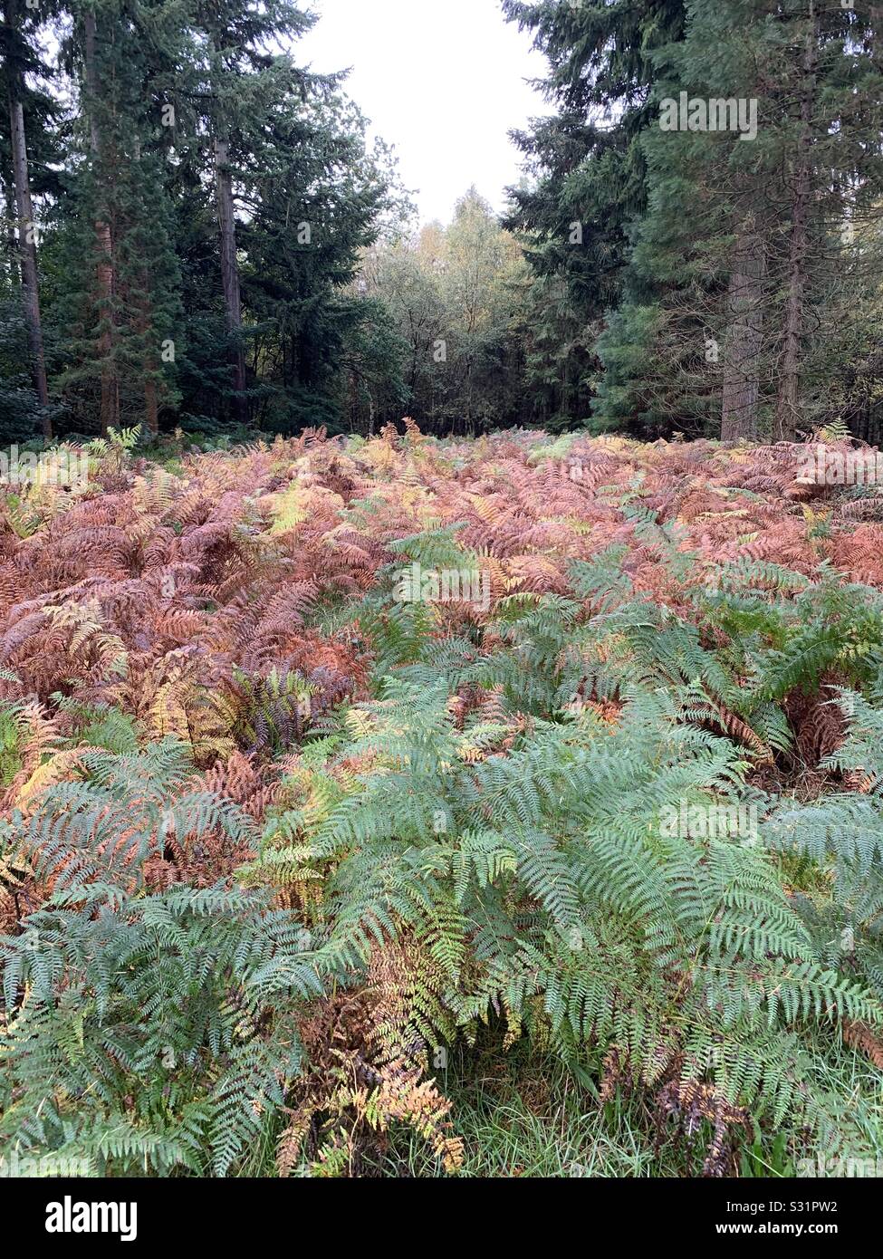 Bracken forest hi-res stock photography and images - Alamy