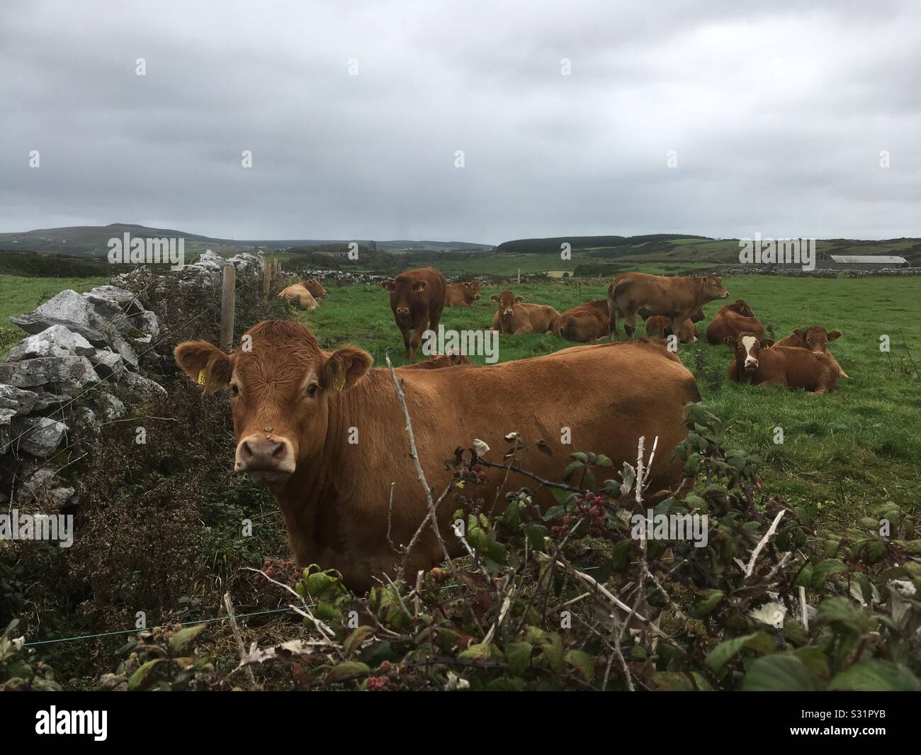 Grey and brown cattle hi-res stock photography and images - Alamy