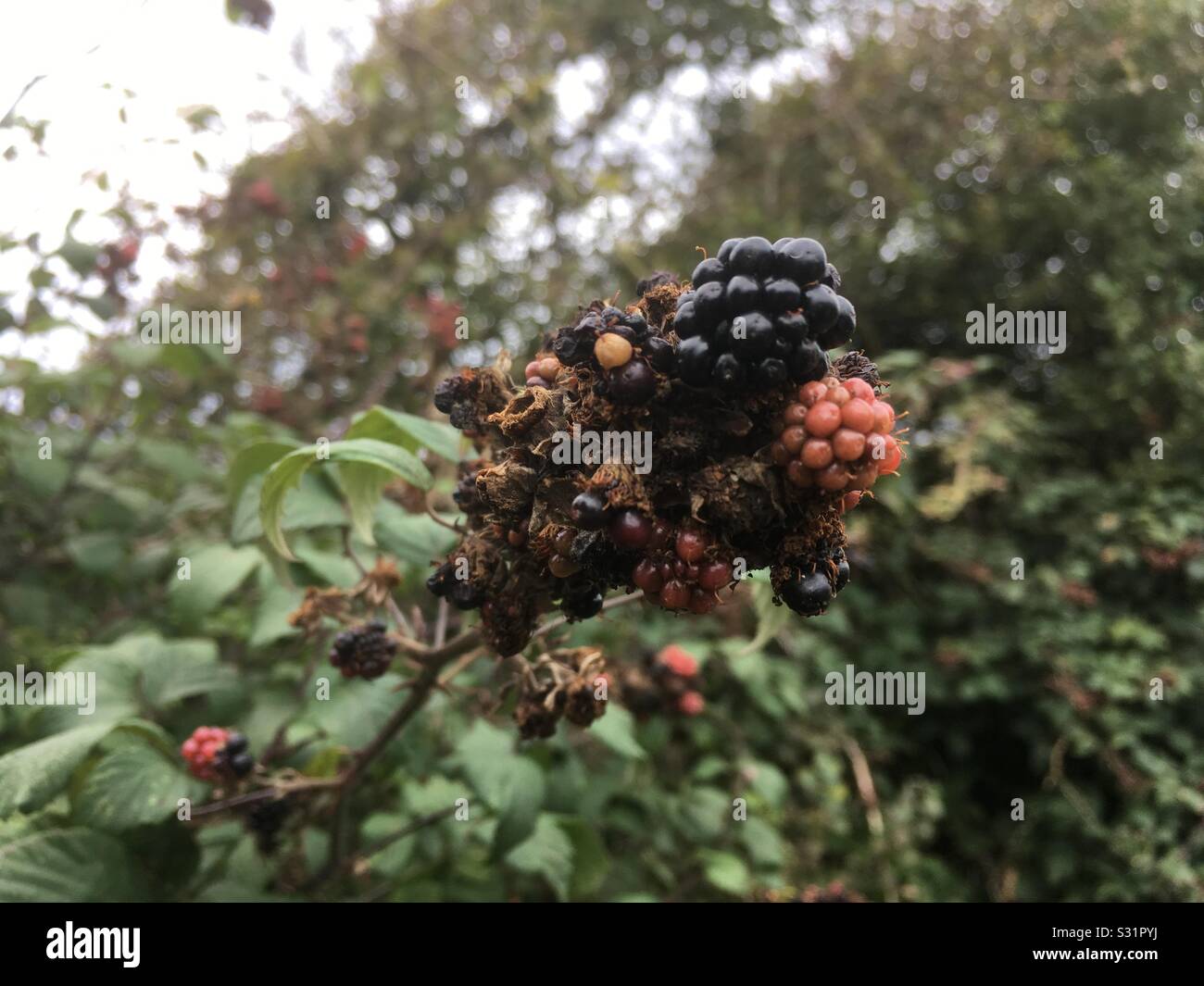 Thick wild bush hi-res stock photography and images - Alamy