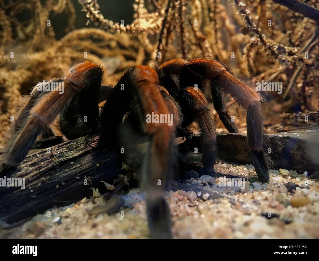 Freaky spider hi-res stock photography and images - Alamy