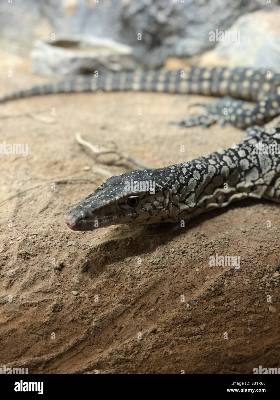 Sunbathing lizards hi-res stock photography and images - Alamy