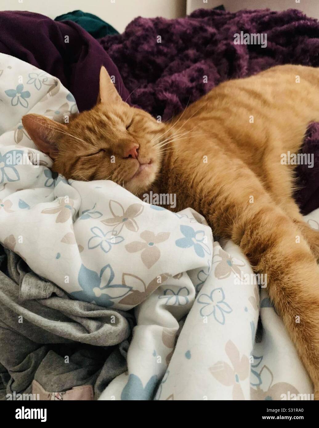 Sleeping Ginger Cat High Resolution Stock Photography and Images - Alamy