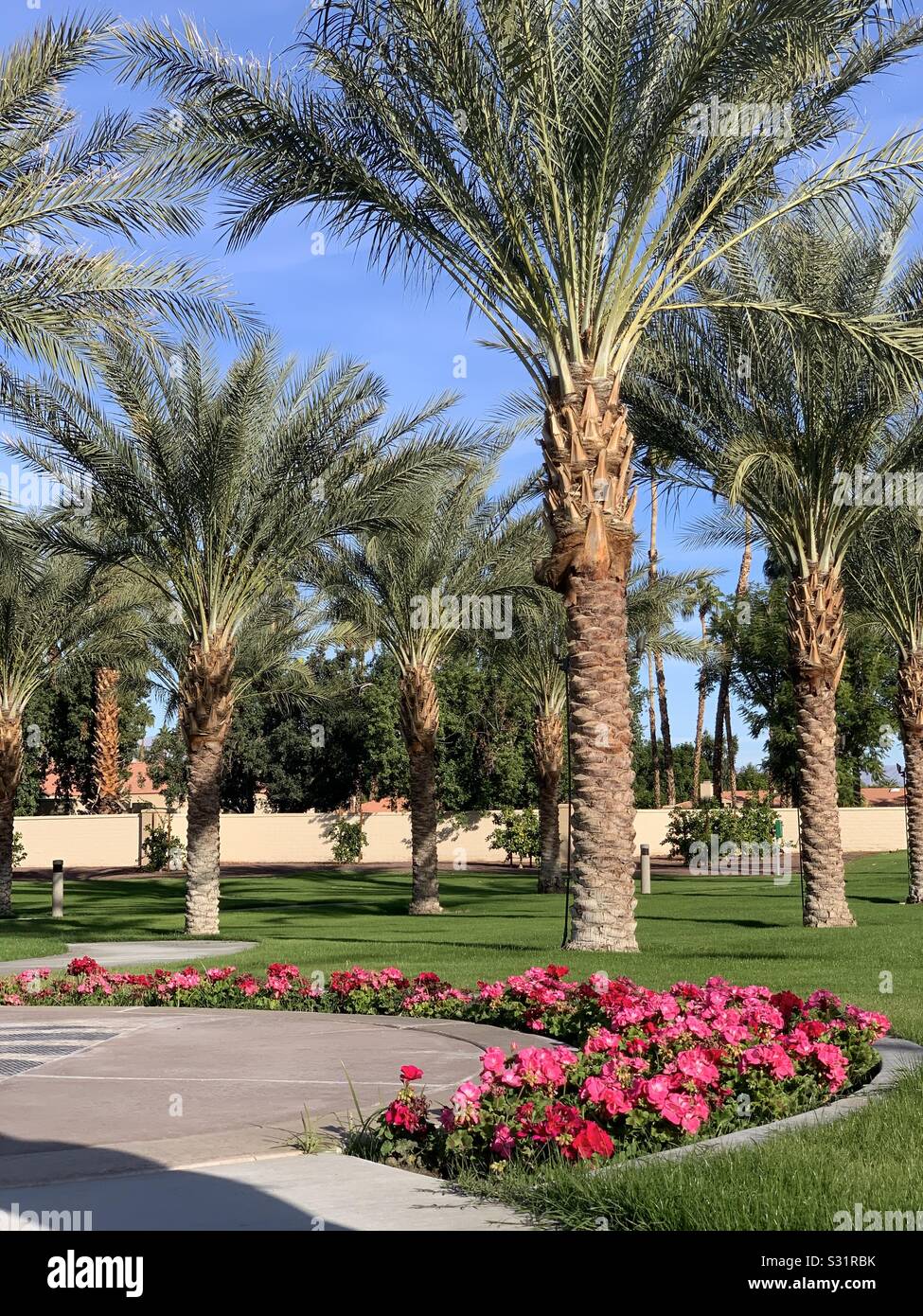 Palm trees pink flowers hi-res stock photography and images - Alamy