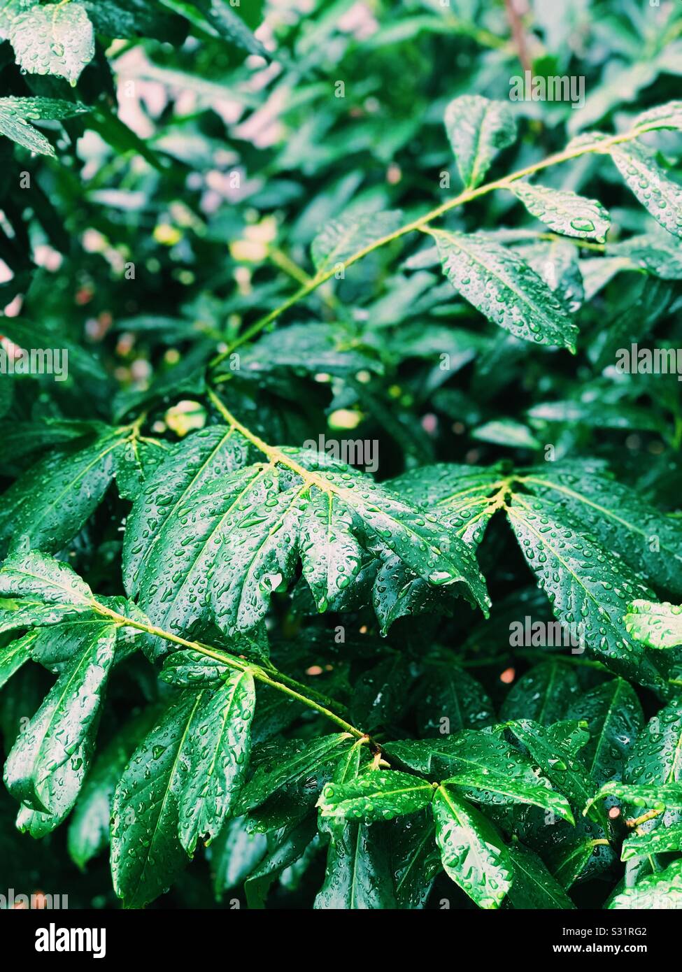 Deep green leaves hi-res stock photography and images - Alamy