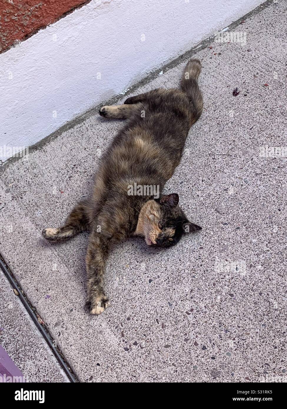 Stretching cat hi-res stock photography and images - Alamy