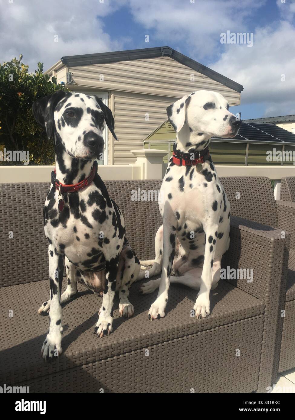 Two Dalmatians High Resolution Stock Photography and Images - Alamy