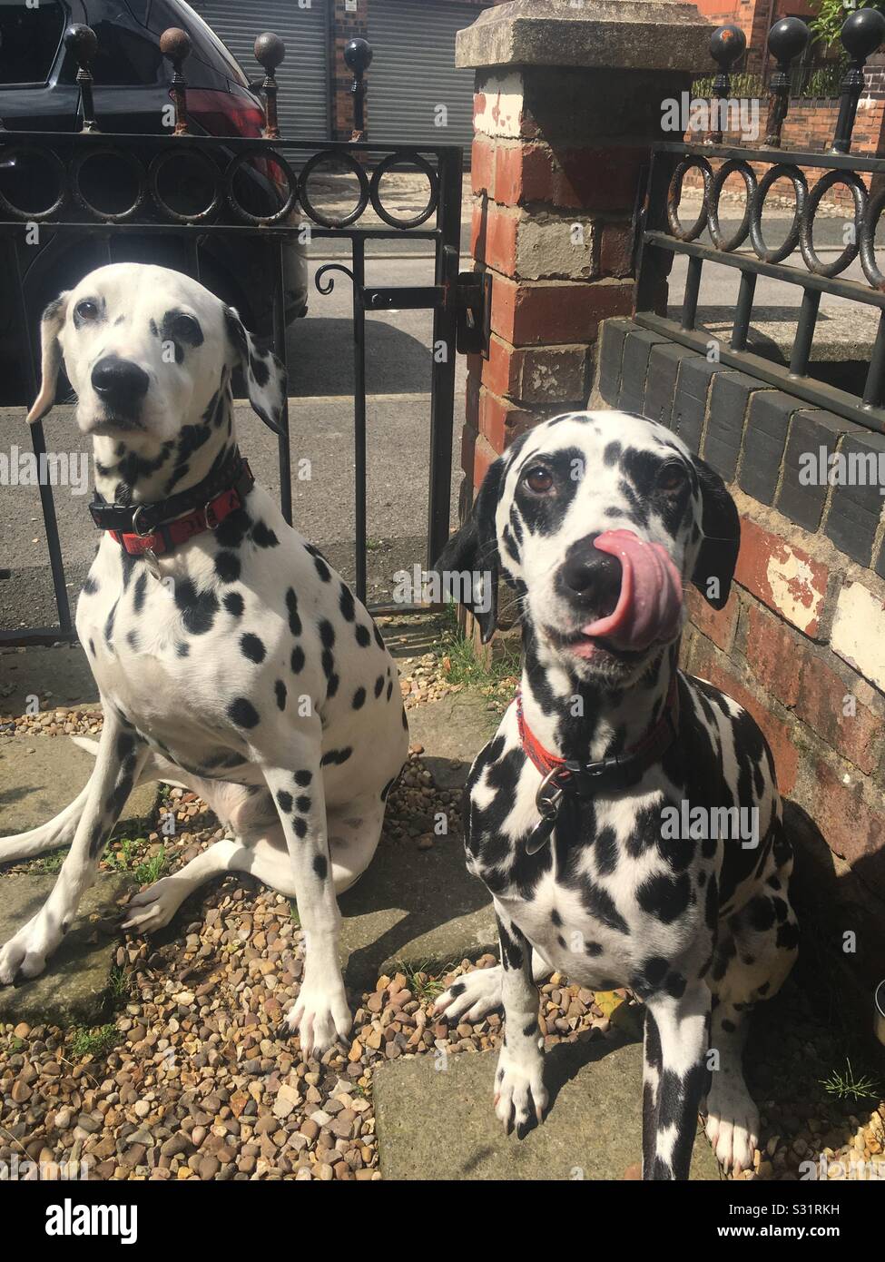 Two dalmatians hi-res stock photography and images - Alamy