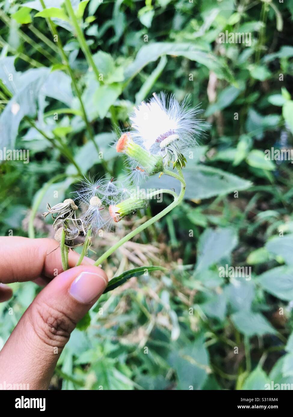Hand Holding Dandelion Close Up High Resolution Stock Photography and ...