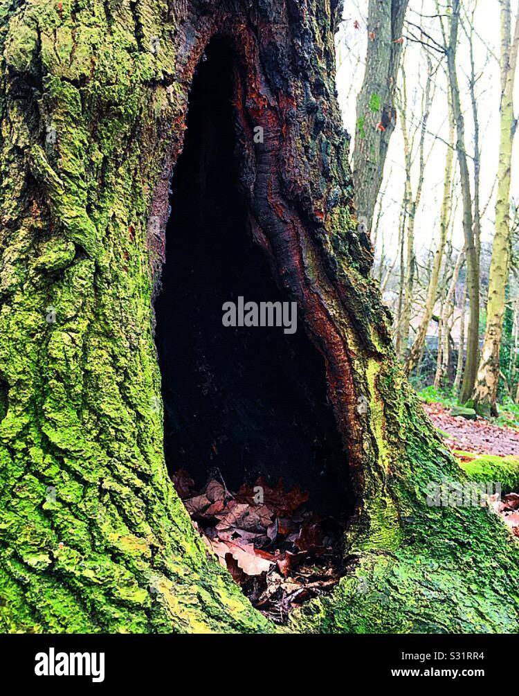 Woodland walks hi-res stock photography and images - Alamy