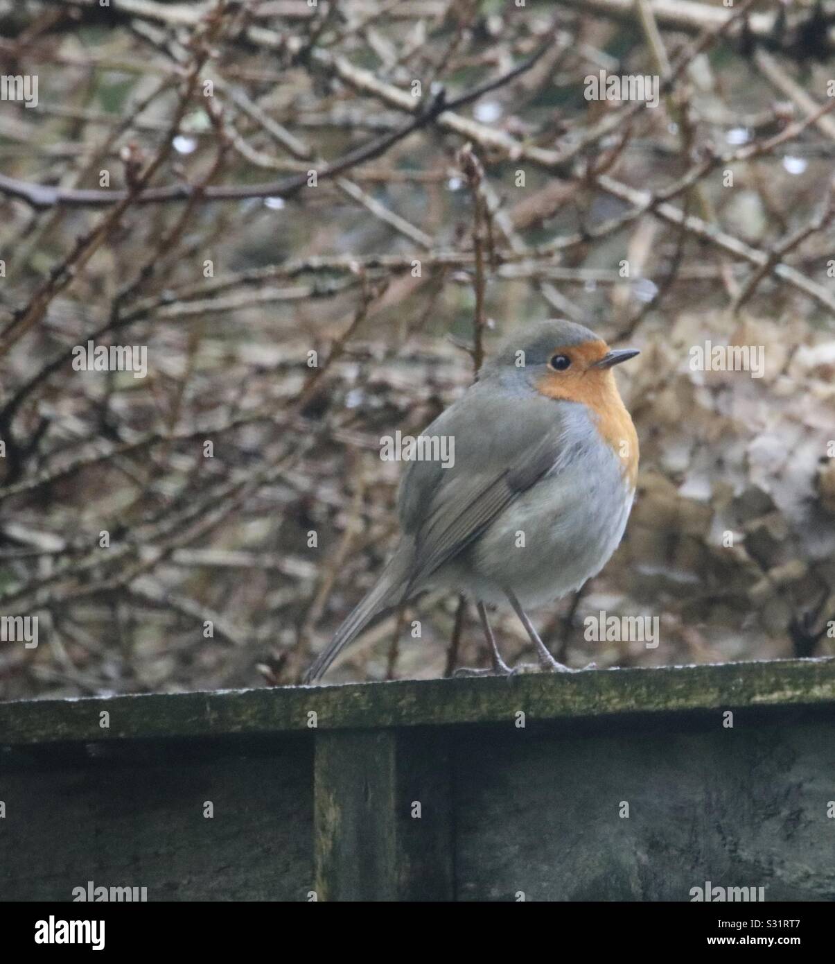 Robin out without Batman Stock Photo - Alamy