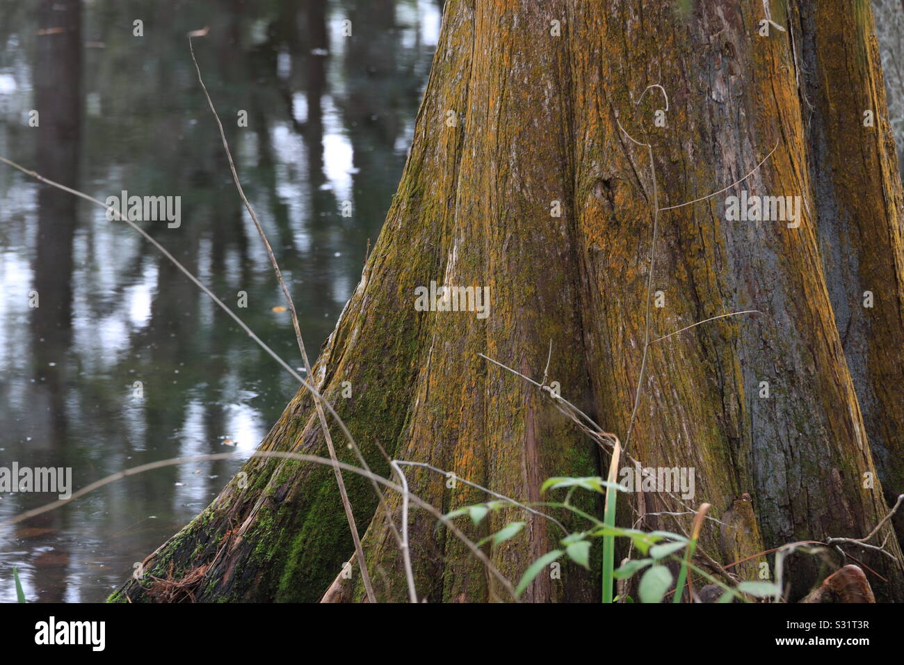 Marsh cypress hi-res stock photography and images - Alamy