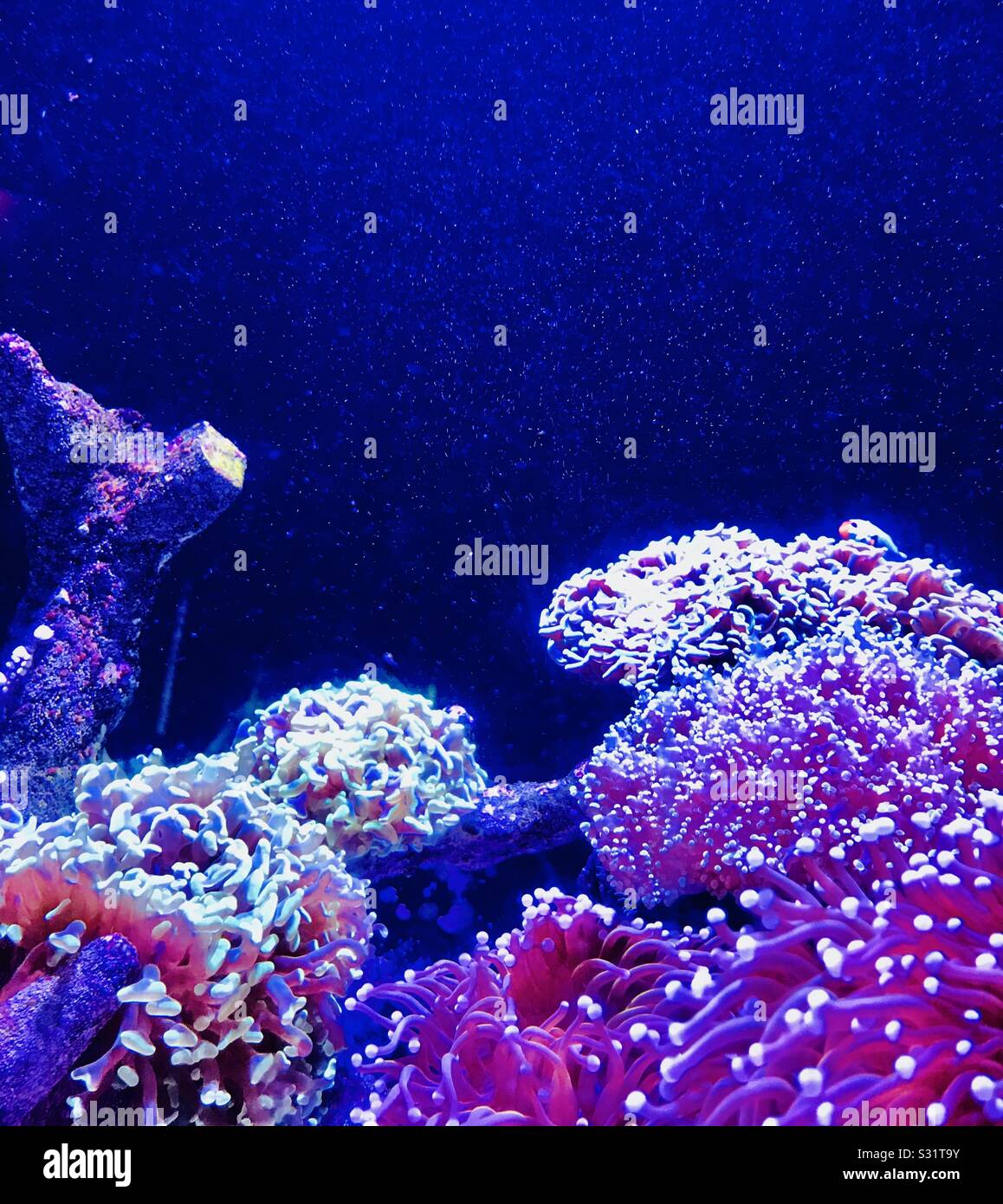 Purple and pink coral in an aquarium against a dark background which ...