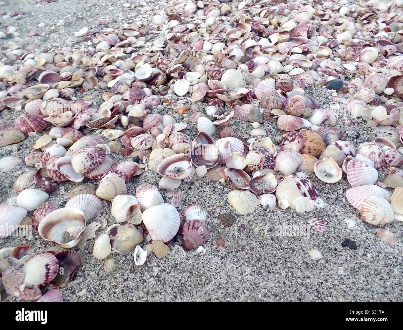 Sally sells sea shells by the sea shore Stock Photo - Alamy