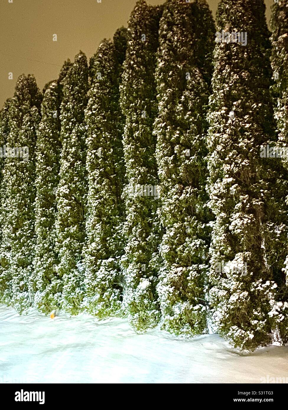 Hedge and snow hi-res stock photography and images - Alamy