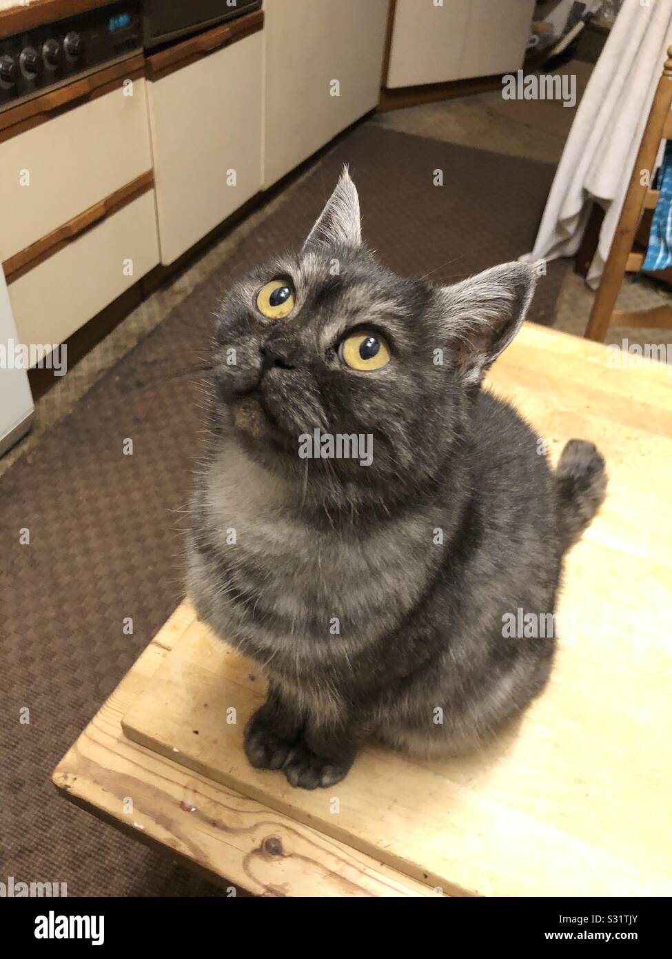Cat on the table hi-res stock photography and images - Alamy
