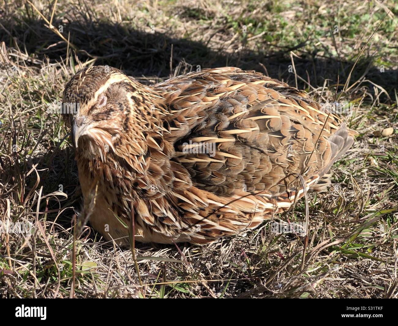 Quail grass hi-res stock photography and images - Alamy