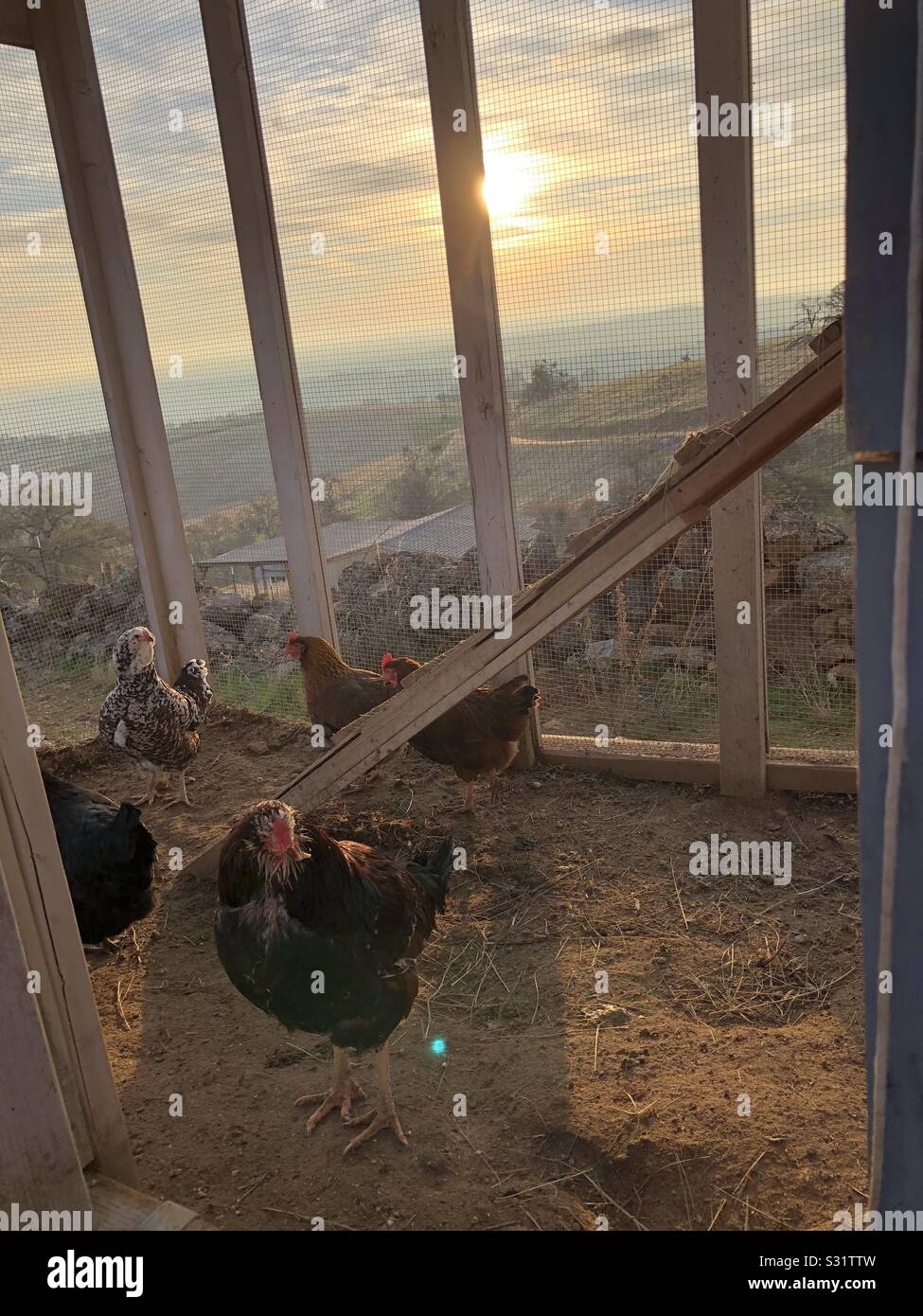 Chickens coop hi-res stock photography and images - Alamy
