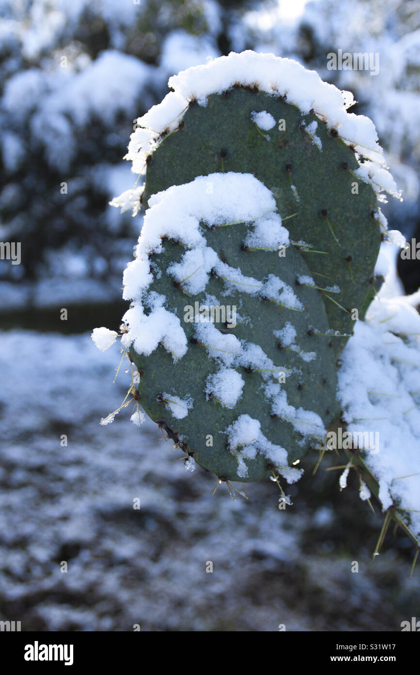 Cactus with snow hi-res stock photography and images - Alamy