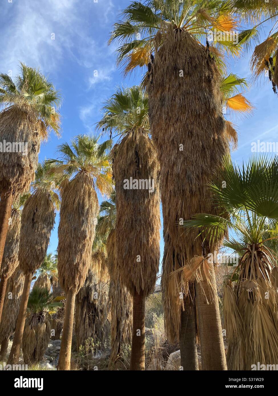 Cahuilla tribe hi-res stock photography and images - Alamy