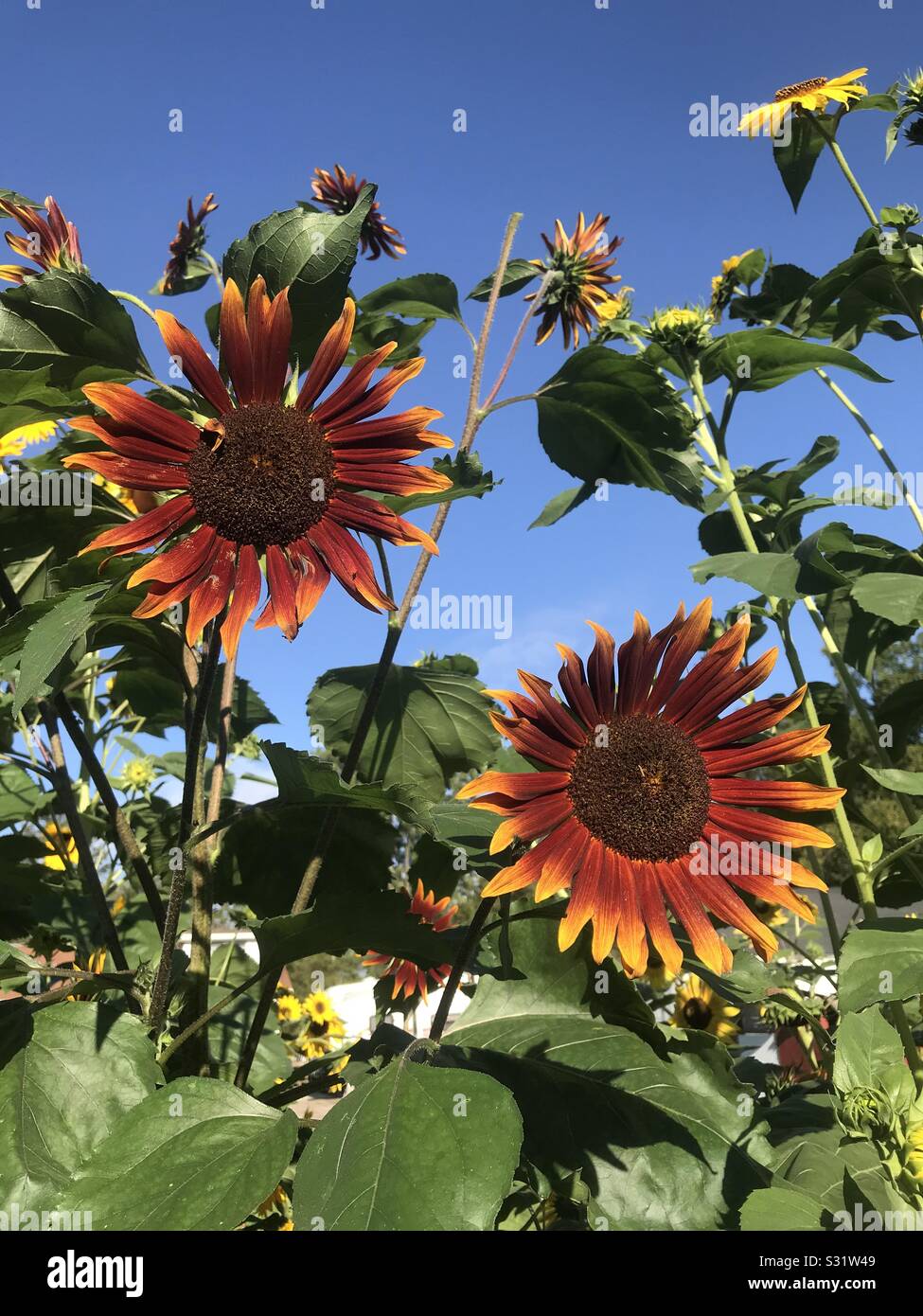 Red sunflower hi-res stock photography and images - Alamy