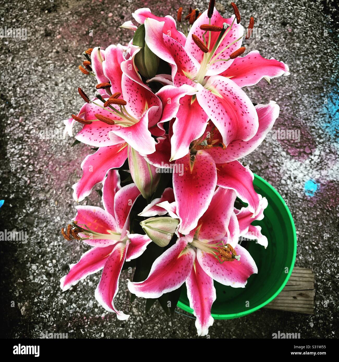 Lilys hi-res stock photography and images - Alamy