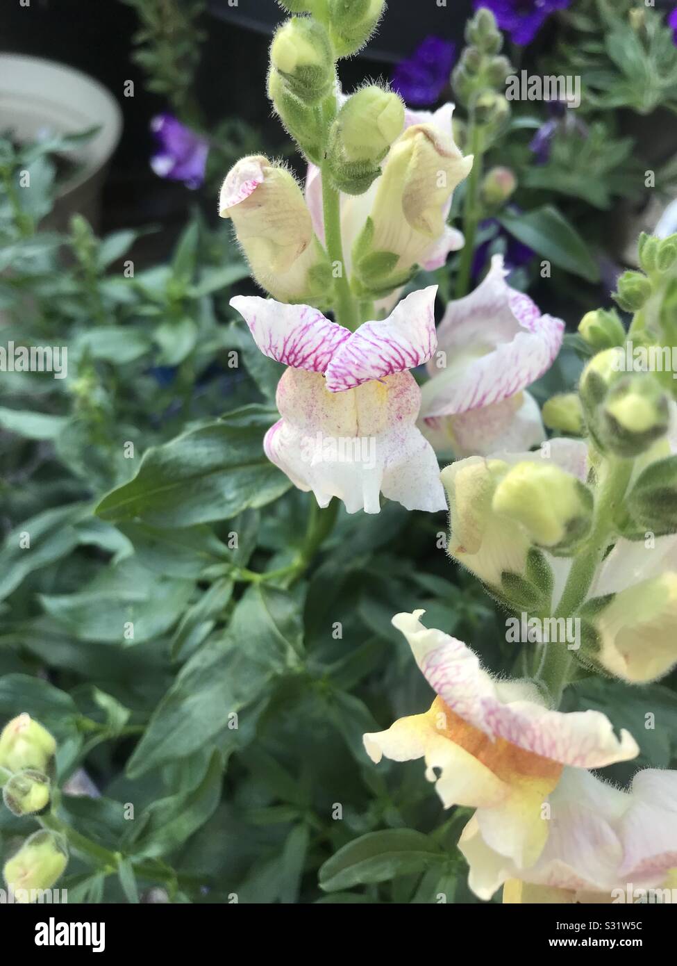 Snapdragon bed hi-res stock photography and images - Alamy