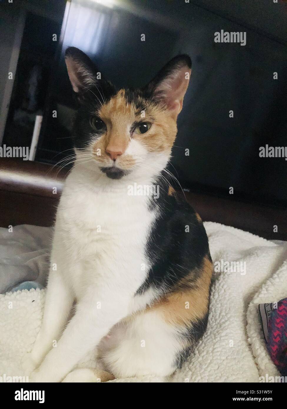 Cat pose hi-res stock photography and images - Alamy