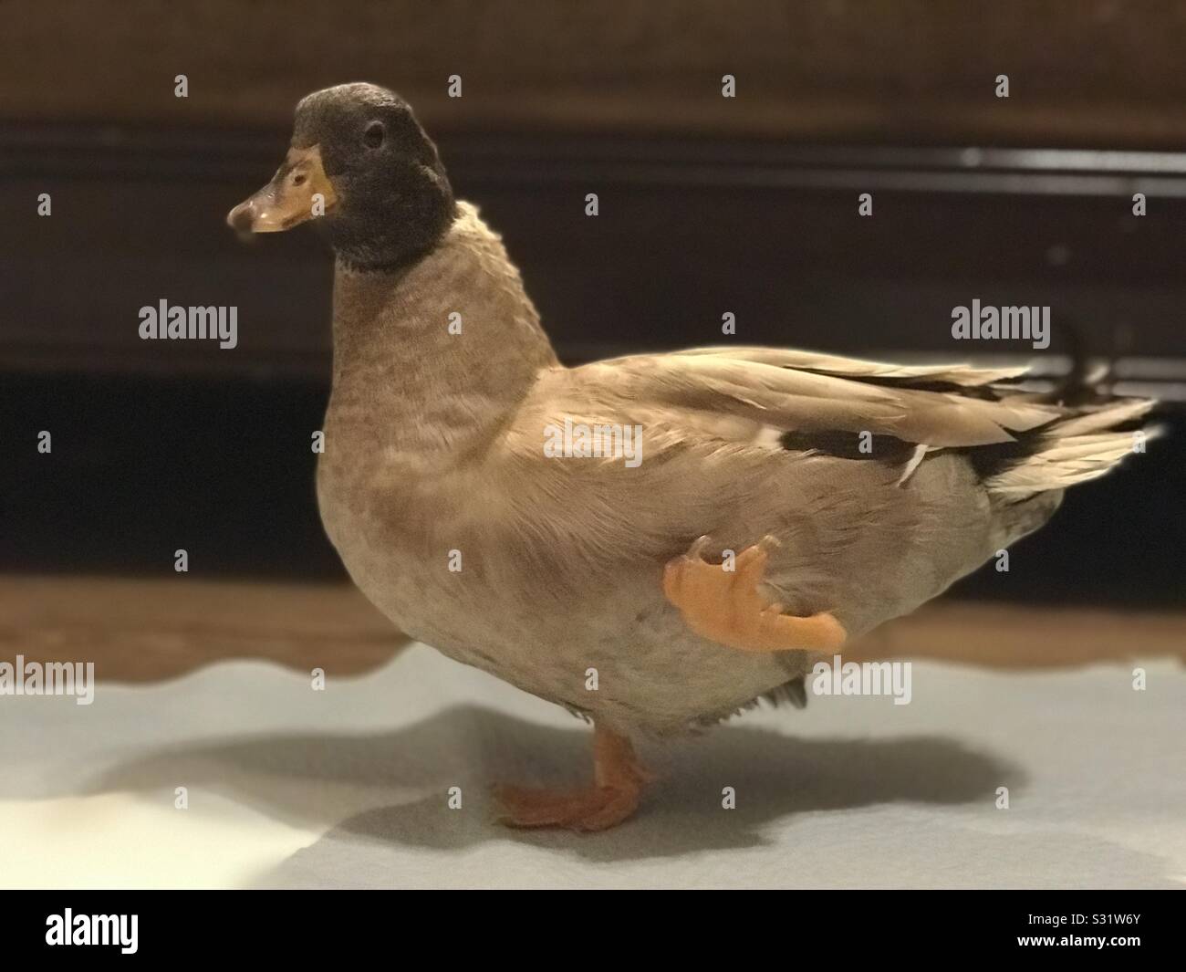 Deformed leg hi-res stock photography and images - Alamy