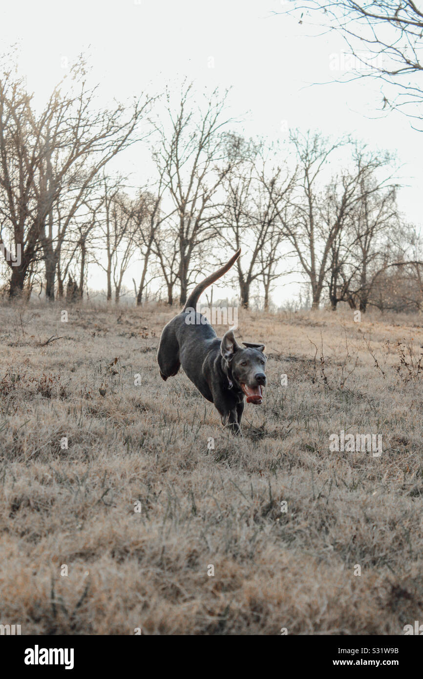 Dog hopping hi-res stock photography and images - Alamy