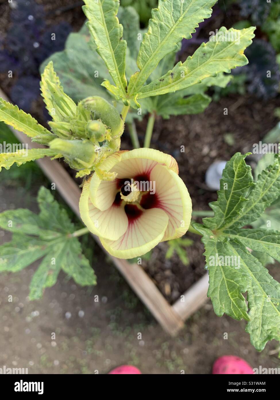 Okra flower hi-res stock photography and images - Alamy