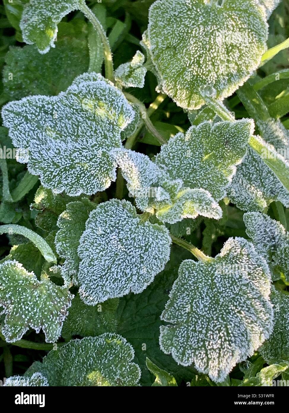 Frost plants hi-res stock photography and images - Alamy