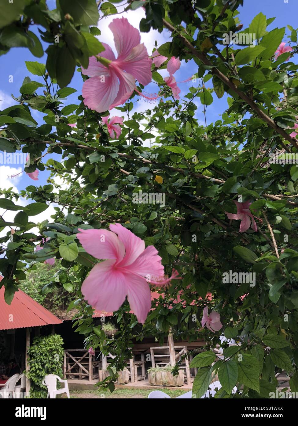 Scotchie's jamaica hi-res stock photography and images - Alamy