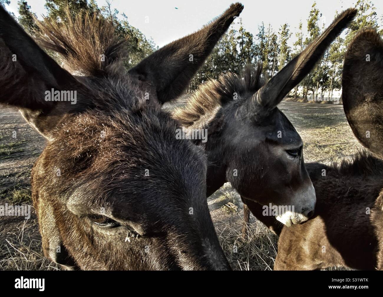 Three donkeys hi-res stock photography and images - Alamy