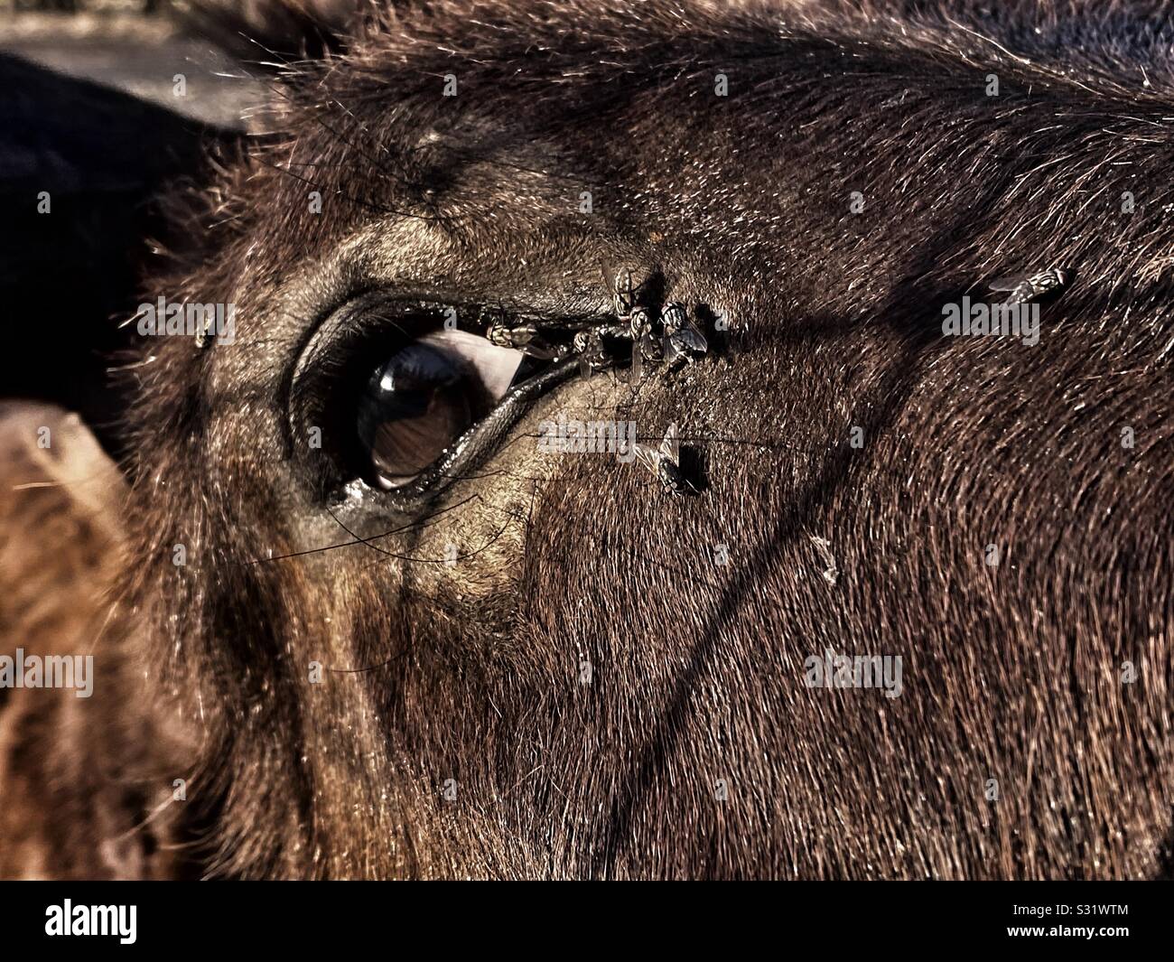 Closeup Donkey High Resolution Stock Photography and Images - Alamy