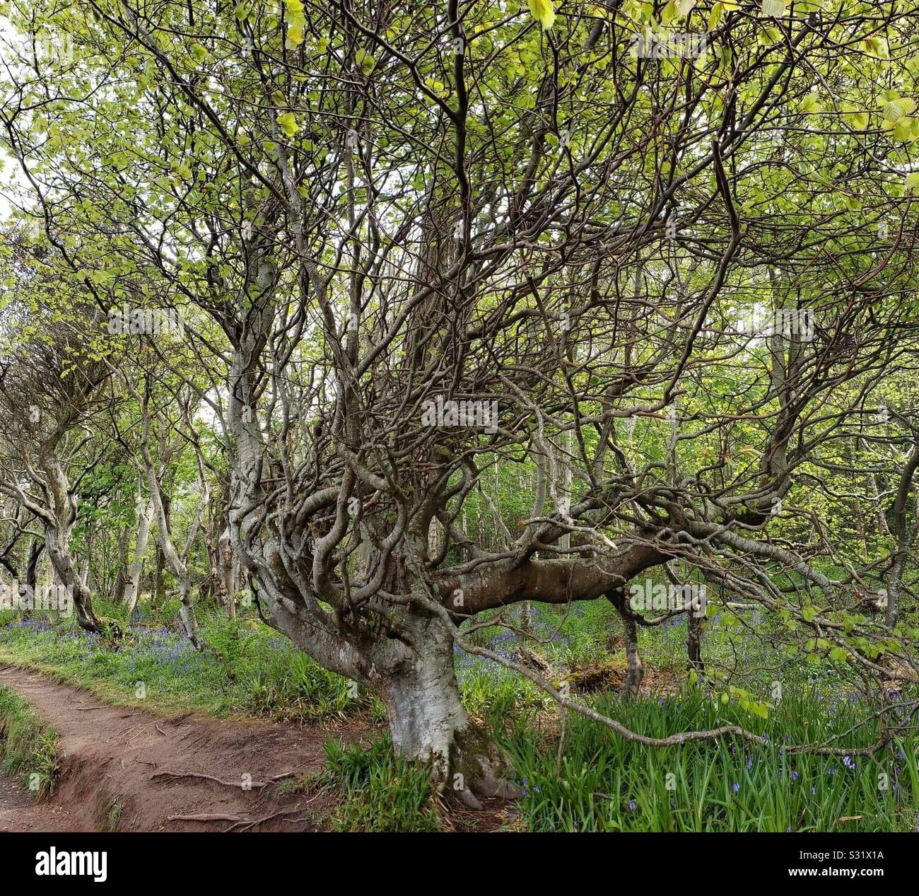 Hallow tree hi-res stock photography and images - Alamy