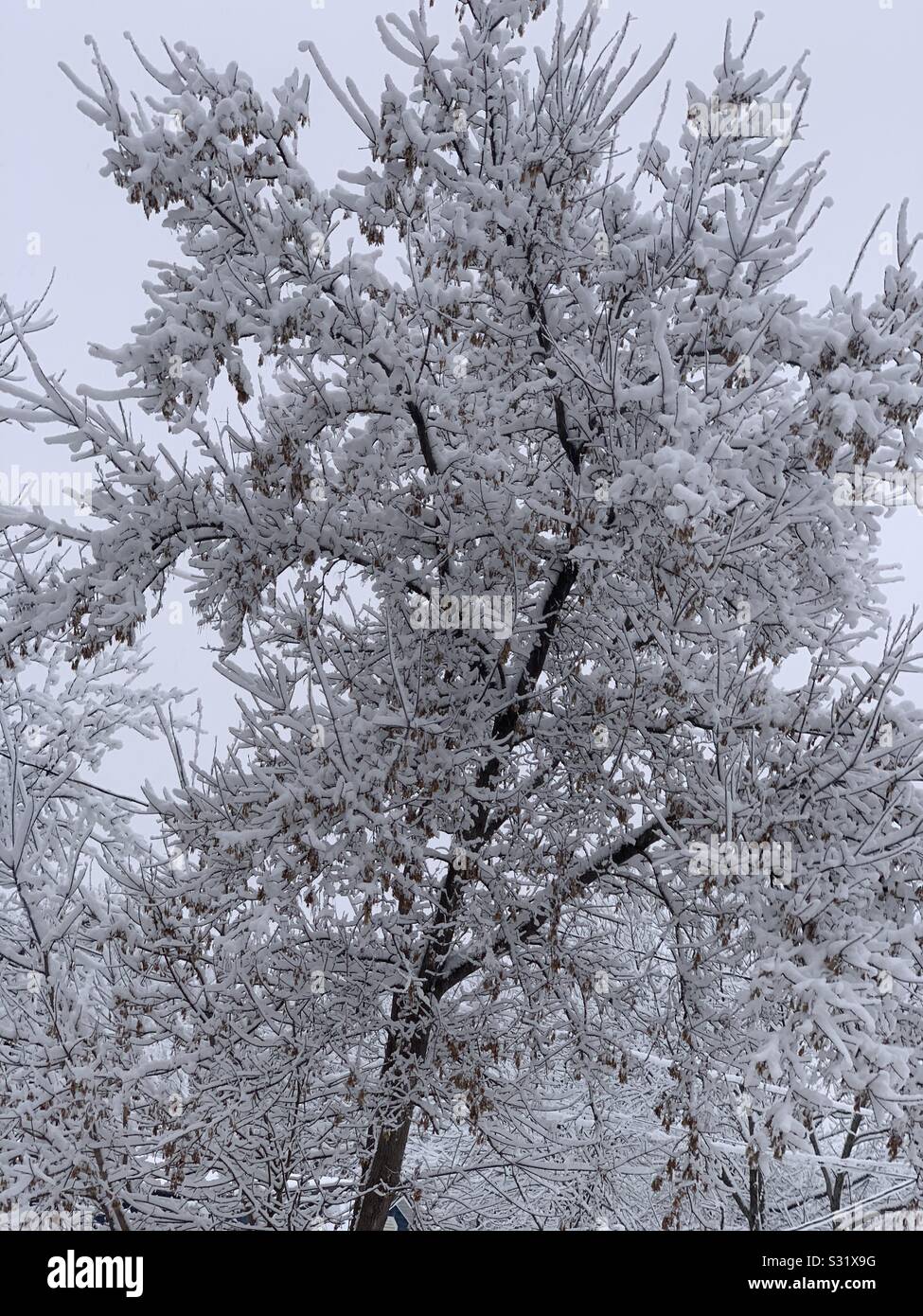 Ice frozen tree hi-res stock photography and images - Alamy