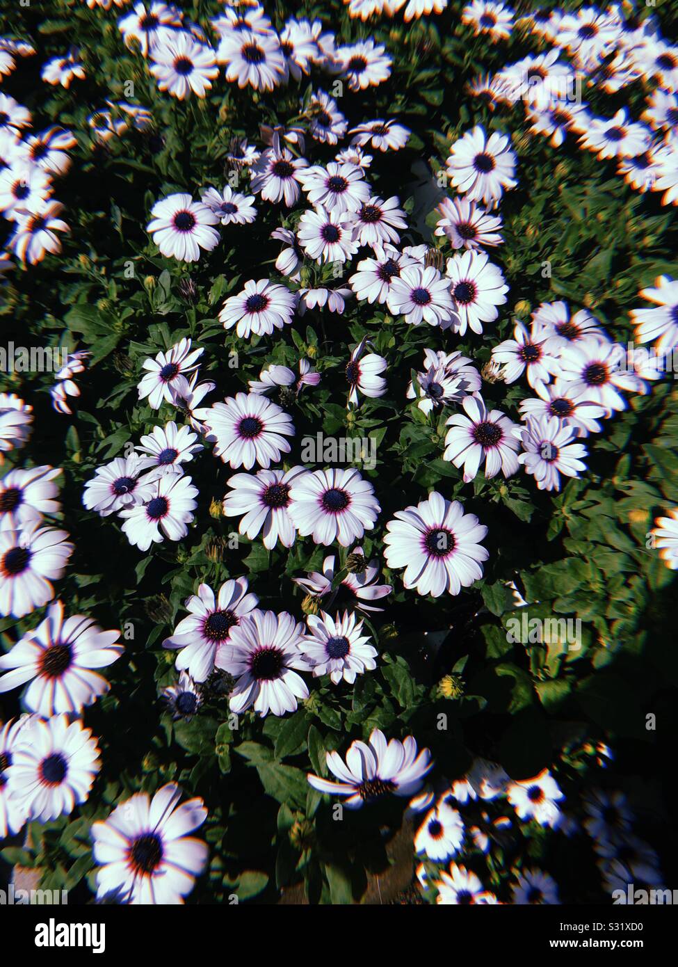 Patch flower hi-res stock photography and images - Alamy