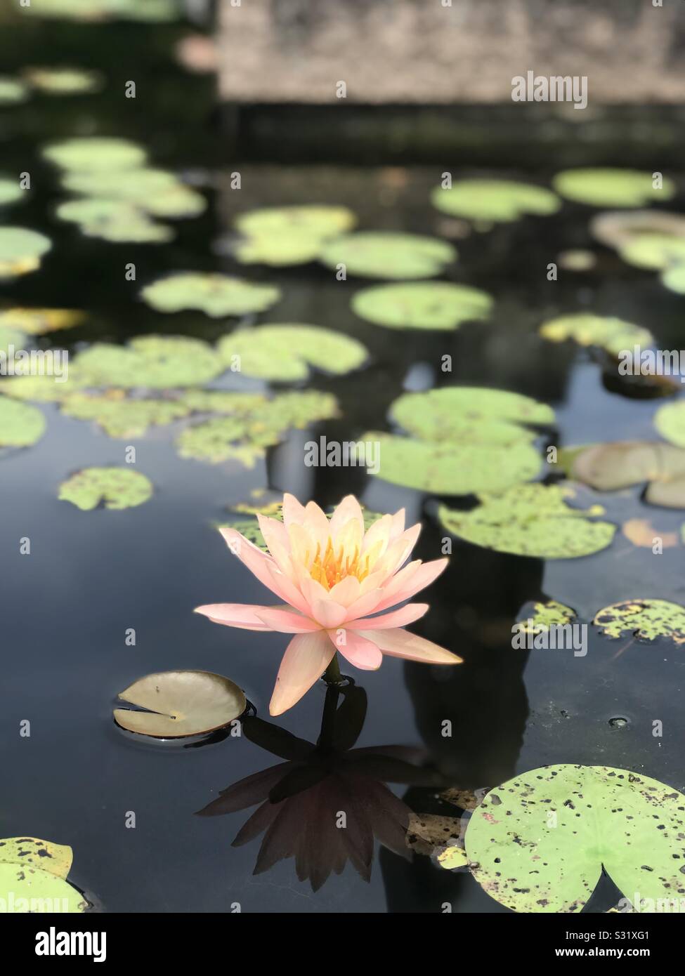 Lone flower hi-res stock photography and images - Alamy