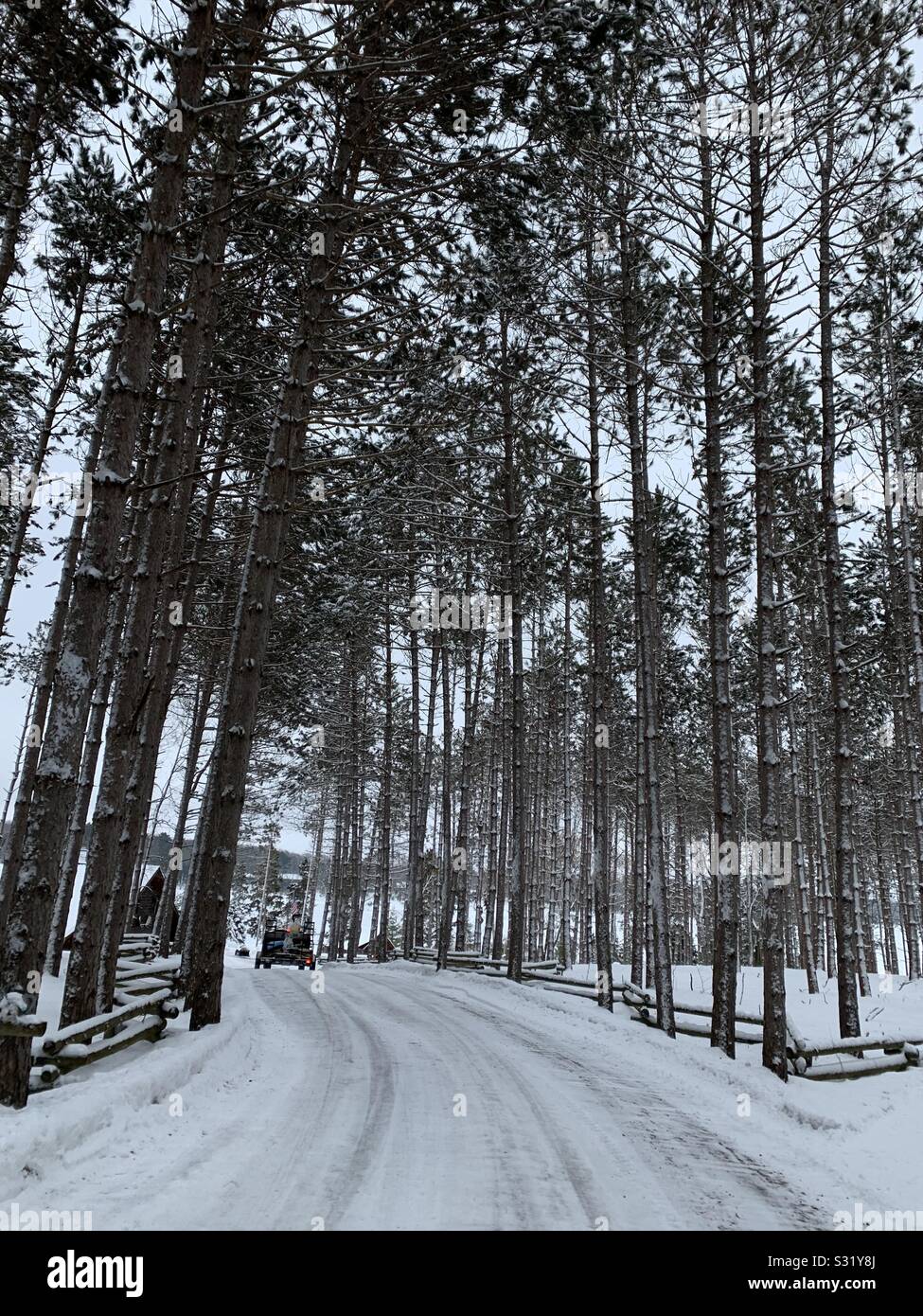 Pine tree scene hi-res stock photography and images - Alamy