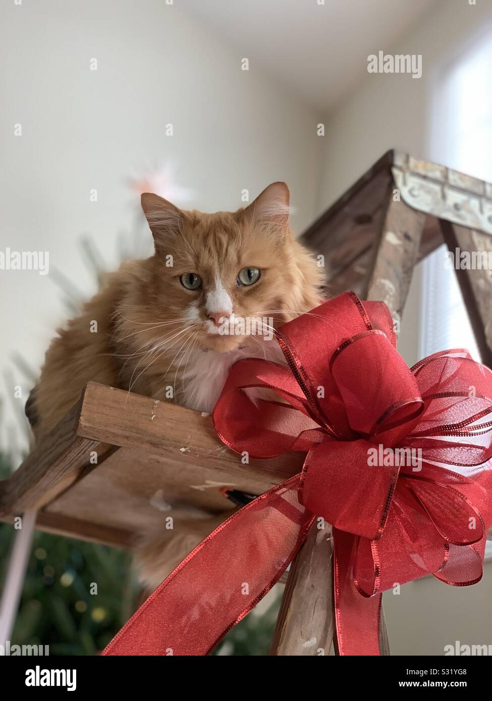 Cat on ladder Stock Photo - Alamy