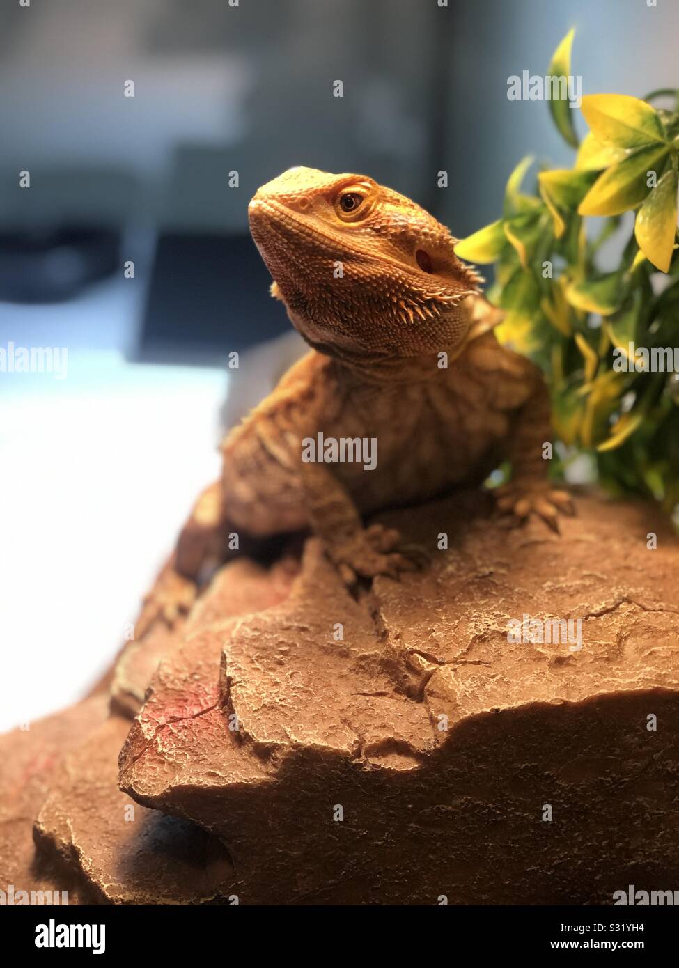 Sandfire Leatherback Bearded Dragon