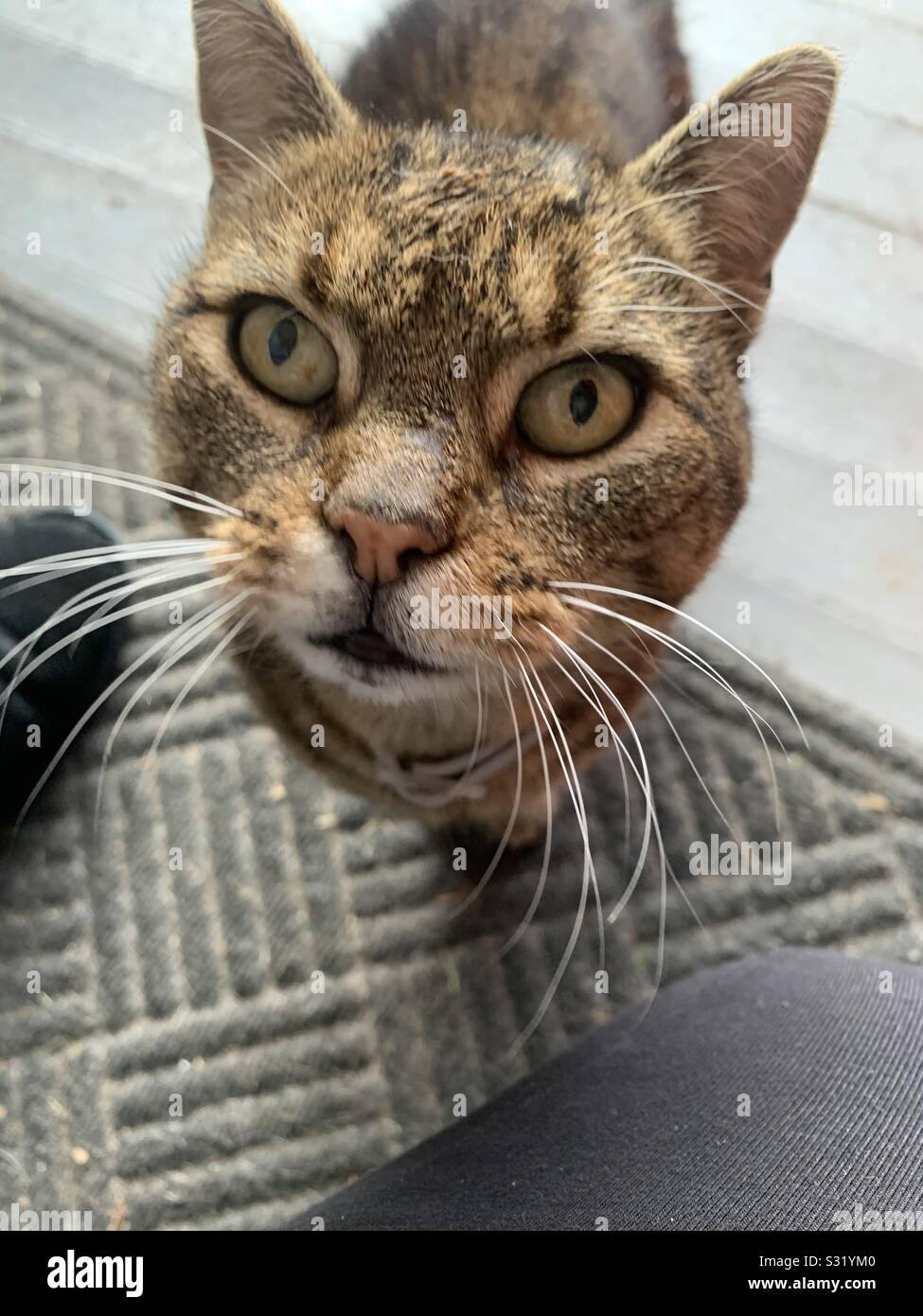 Pretty cat hi-res stock photography and images - Alamy