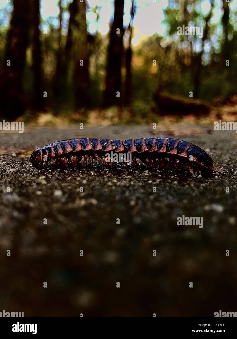 Insect Trails High Resolution Stock Photography and Images - Alamy