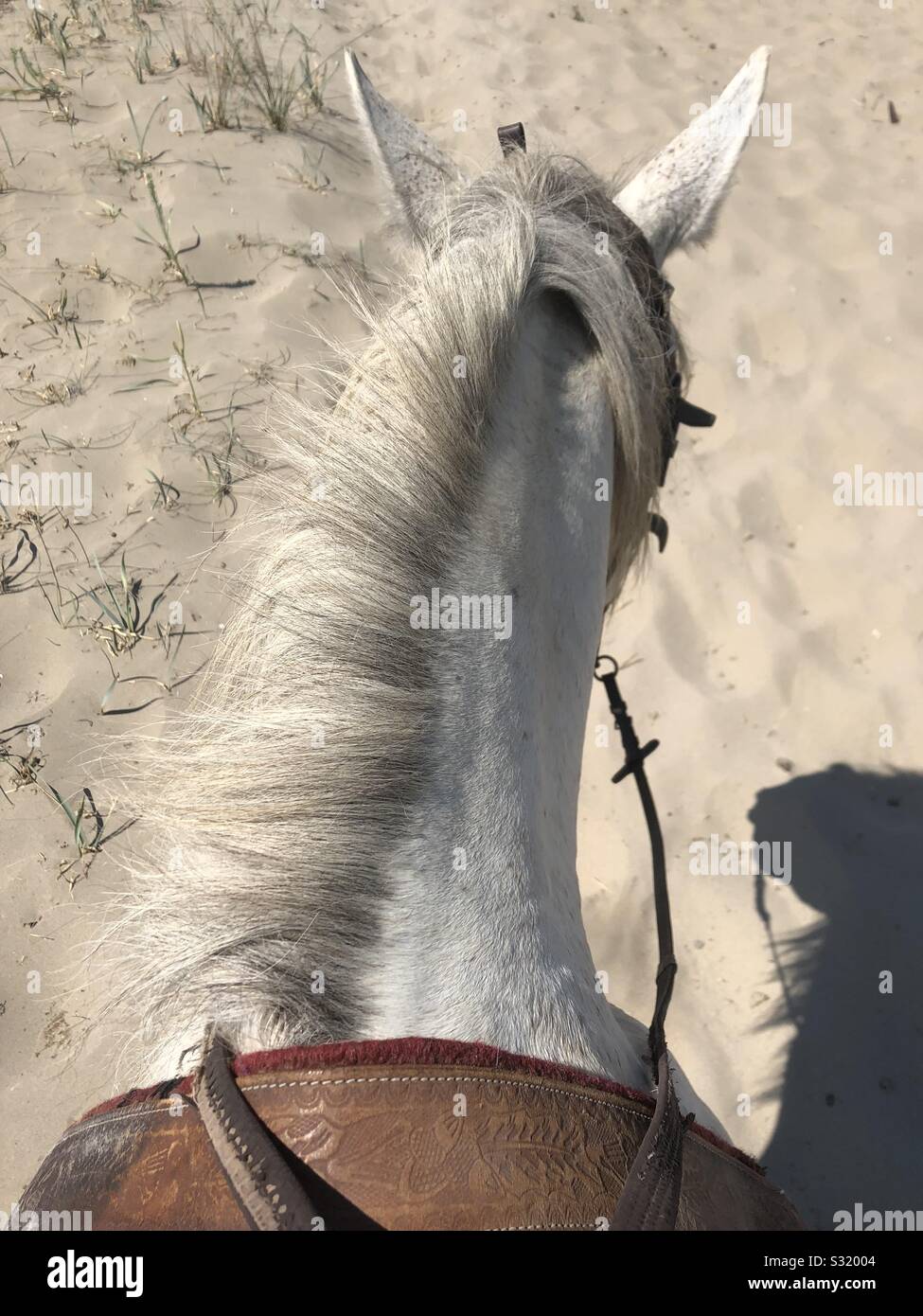 Beautiful beast hi-res stock photography and images - Alamy