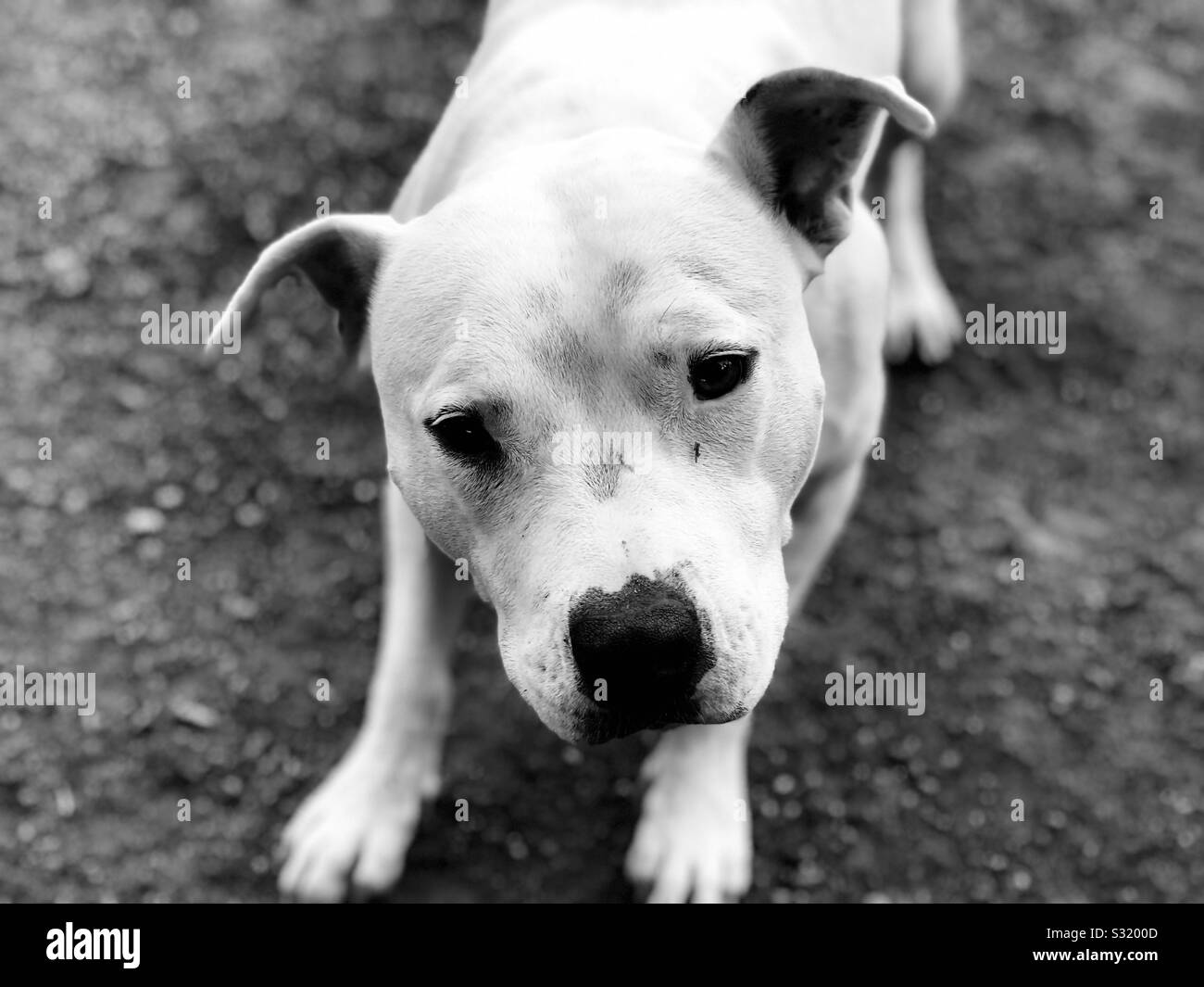 my photogenic dog Stock Photo - Alamy